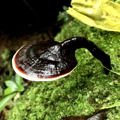 Observations by bnmqw · iNaturalist