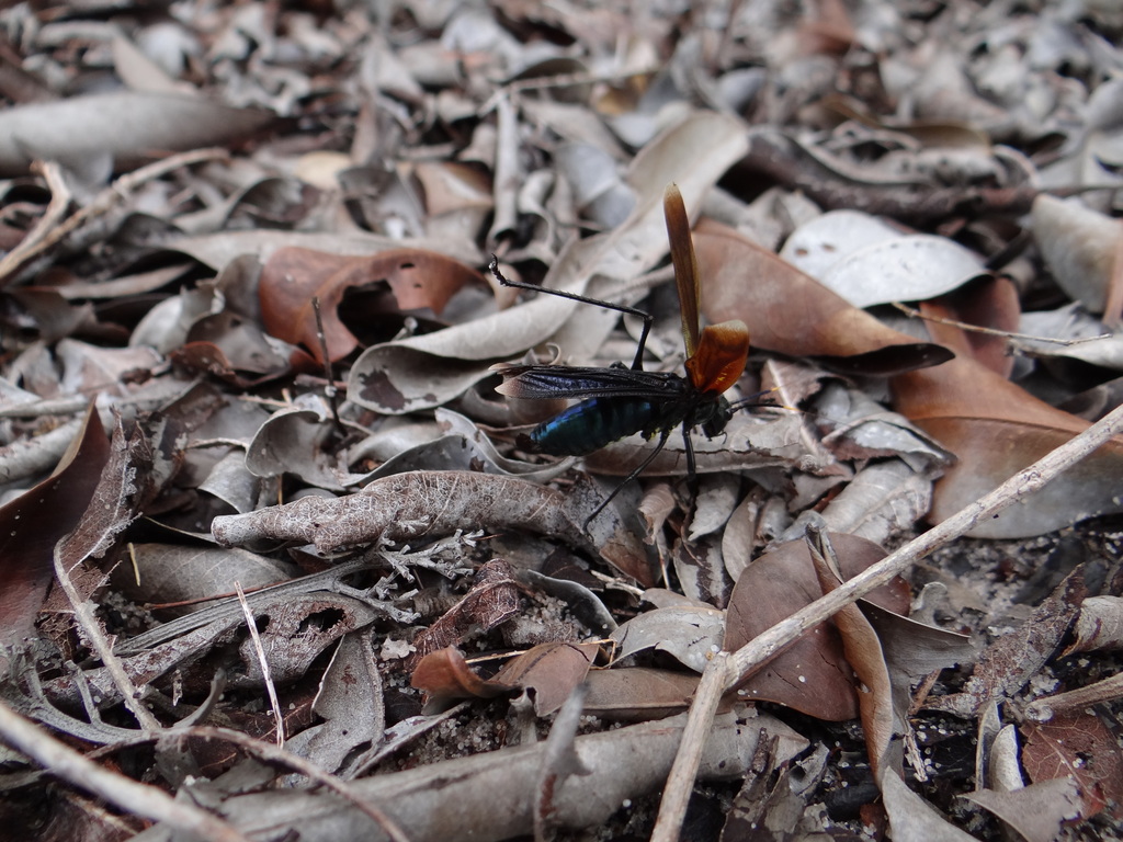 Scaphura from Santo Amaro do Maranhão - MA, Brasil on March 14, 2014 at ...