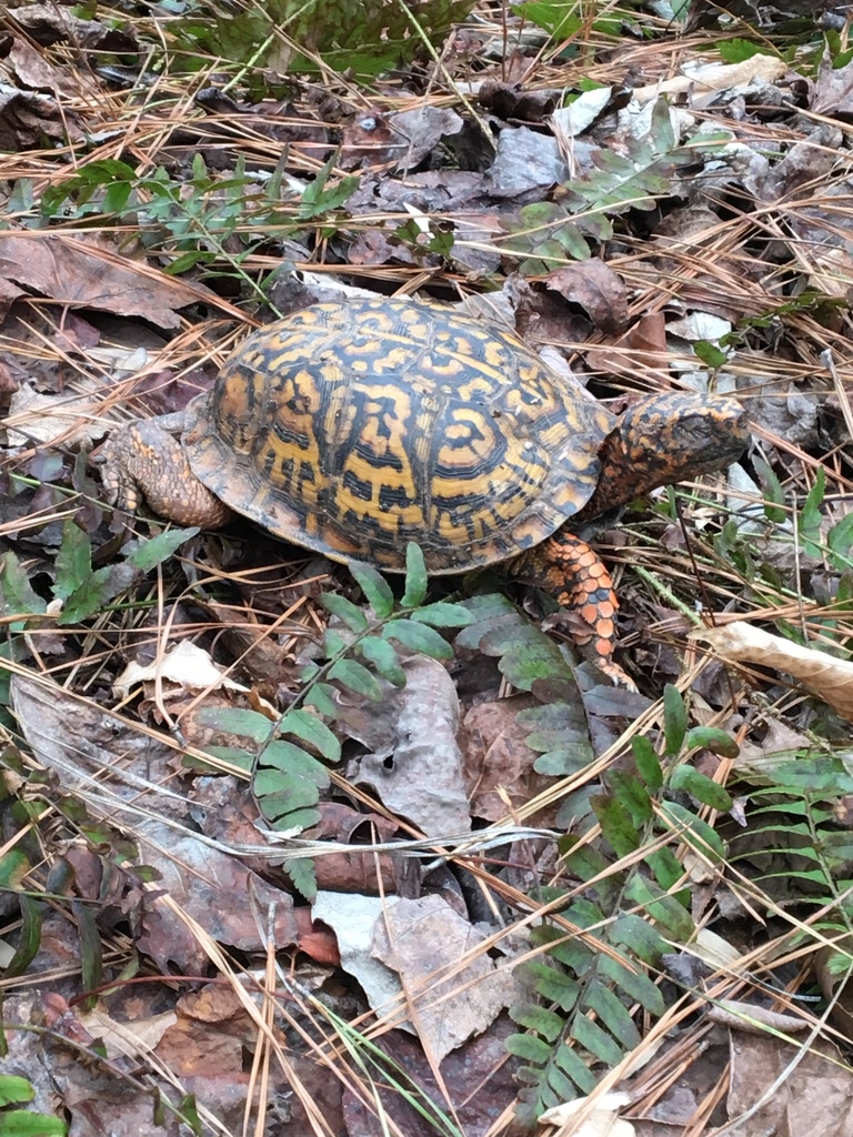 Eastern Box Turtle in January 2018 by Scott Pohlman · iNaturalist