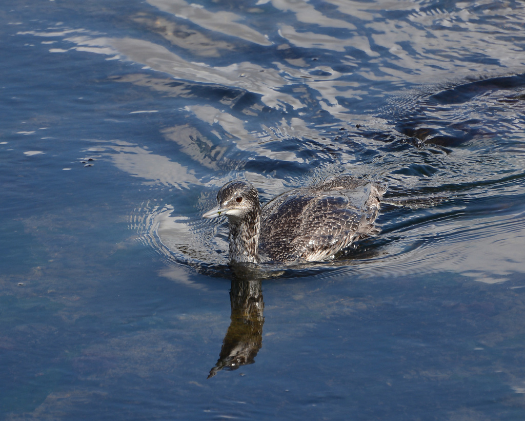 Red-throated Loon from Arrowhead Marsh on November 1, 2014 by Henry ...