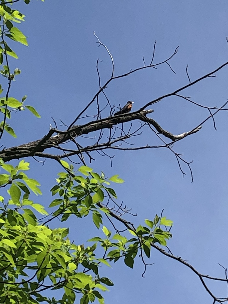 American Robin from Downtown Brecksville, Broadview Heights, OH, US on ...