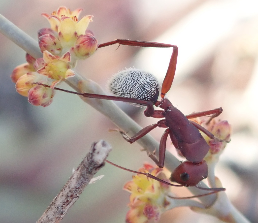 Blonde Balbyter Ant from Eseljag, South Cape DC, South Africa on ...