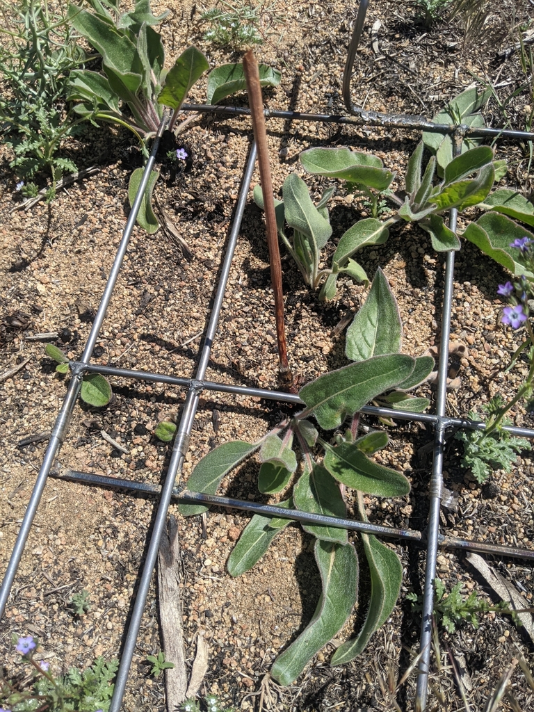 woolly mule's ears from Reno, NV 89508, USA on May 26, 2021 at 01:23 PM ...