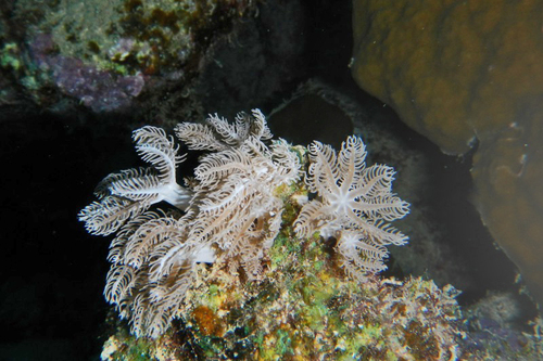 Blue-grey pulse coral (Anthelia glauca) · iNaturalist