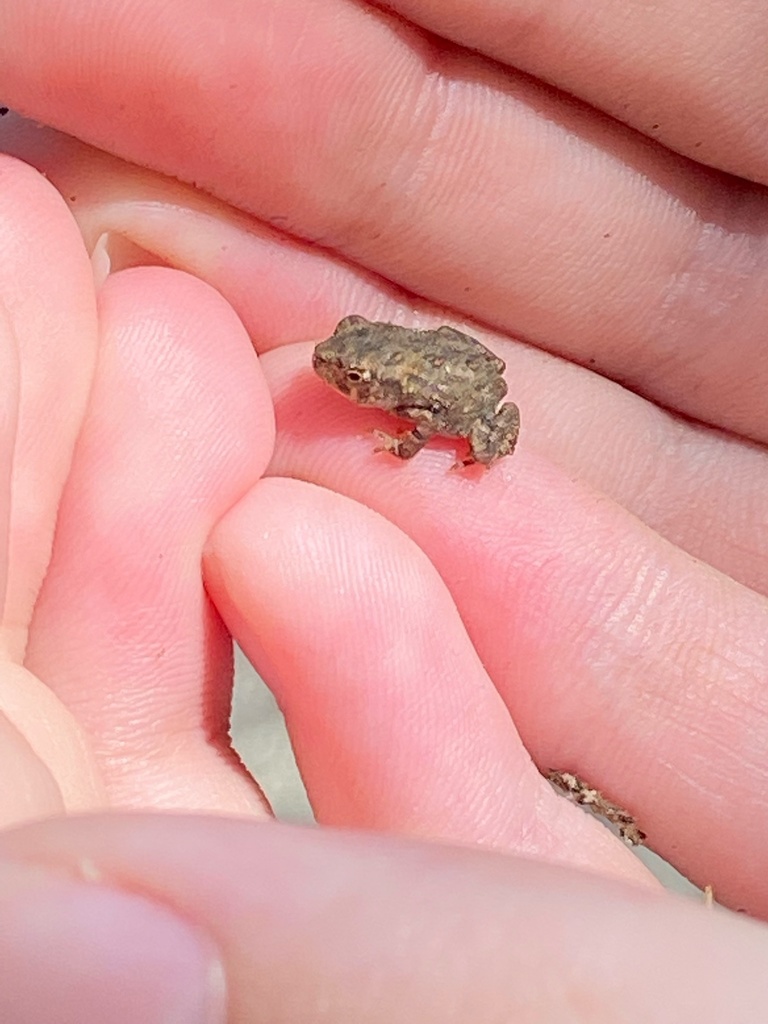 North American Toads from Talley-Day Park, Wilmington, DE, US on May 27 ...