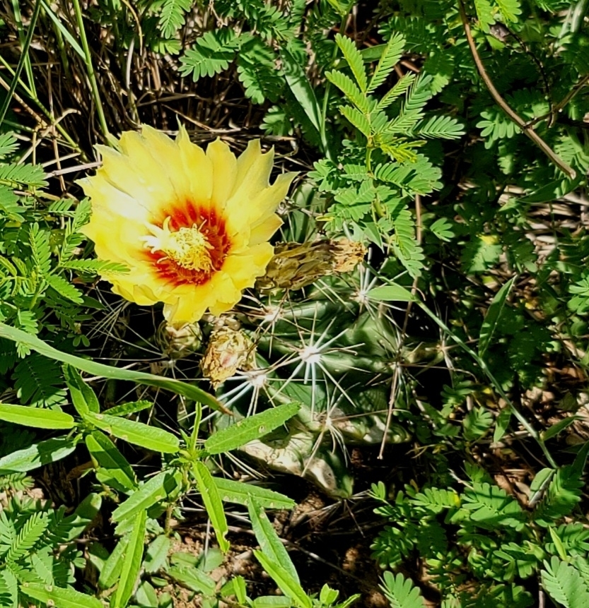 Miniature Barrel Cactus from Jackson Nature Park, Stockdale, TX on May ...