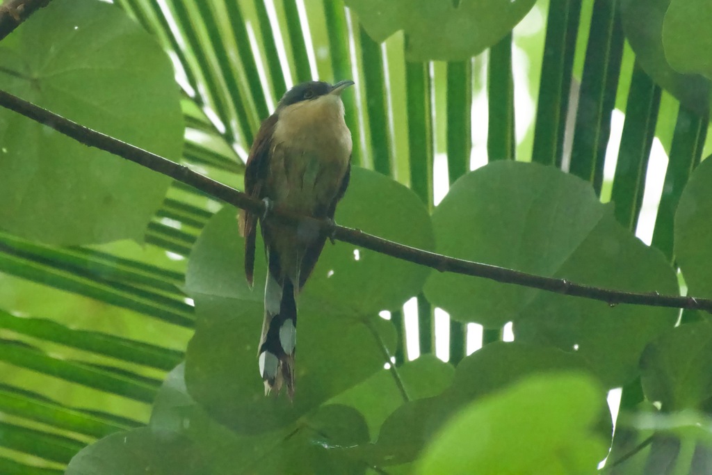 Cocos Cuckoo in May 2021 by Jan Axel Cubilla Rodríguez · iNaturalist