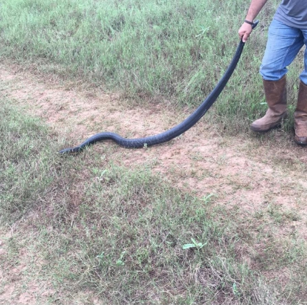Texas Indigo Snake in May 2021 by ian myers. Found way outside listed ...