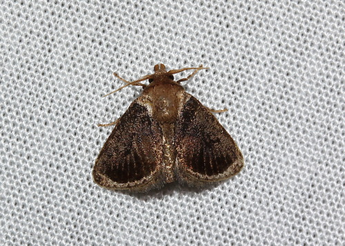 Género Mambara · iNaturalist Mexico