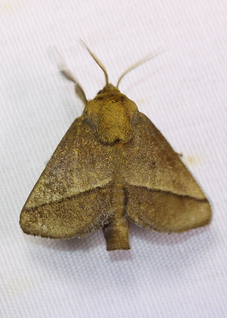 Thosea penthima from Lockhart QLD 4892, Australia on February 12, 2021 ...