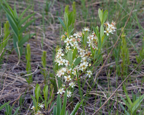 Bessey's Plum (Variety Prunus pumila besseyi) · iNaturalist