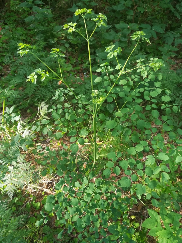 Lesser Meadow-rue from Sverdlovsk Oblast, Russia, 623300 on May 27 ...