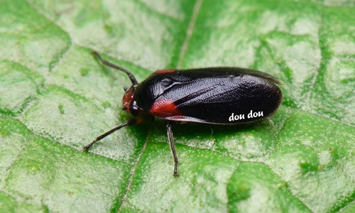 Paphnutius schmidti · iNaturalist