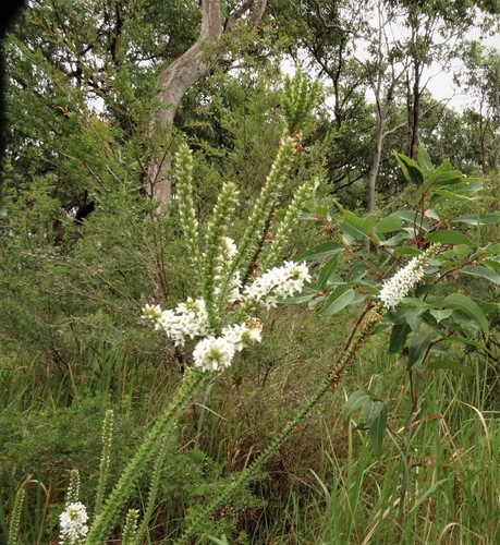 Coral Heath (Epacris microphylla) · iNaturalist United Kingdom