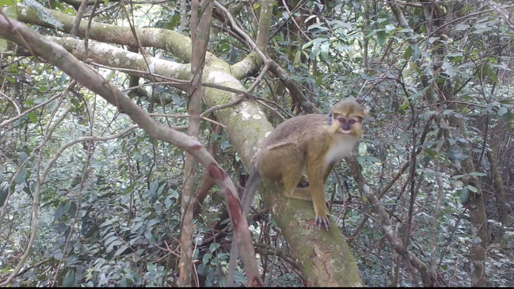 Southern Talapoin in April 2021 by Jules Deboutte · iNaturalist