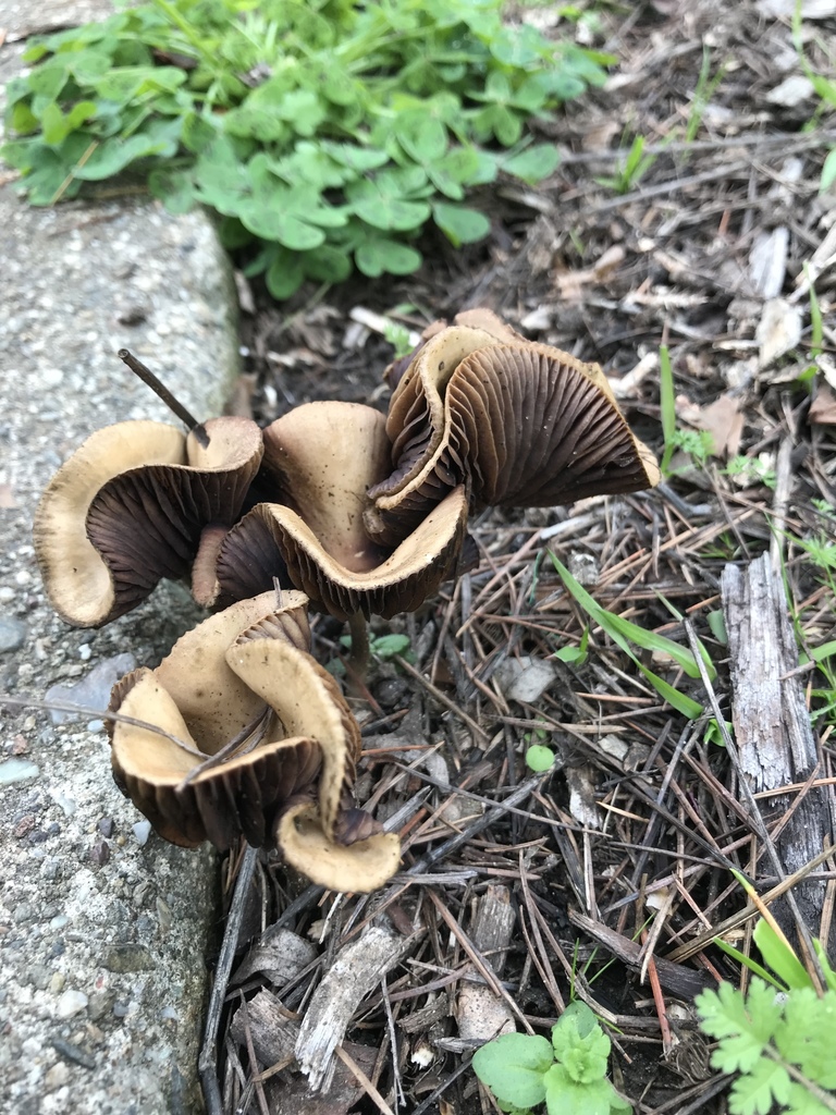 Wavy Cap in January 2018 by Mike Sun · iNaturalist