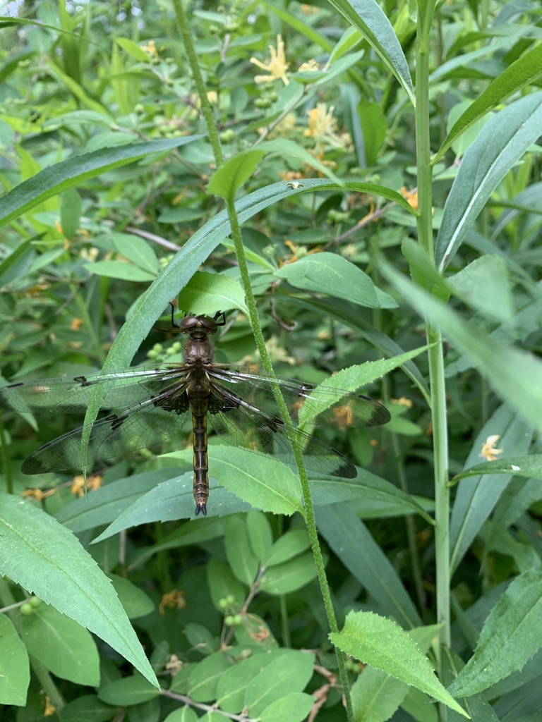 Prince Baskettail from Canton, NY, US on May 28, 2021 at 02:53 PM by ...
