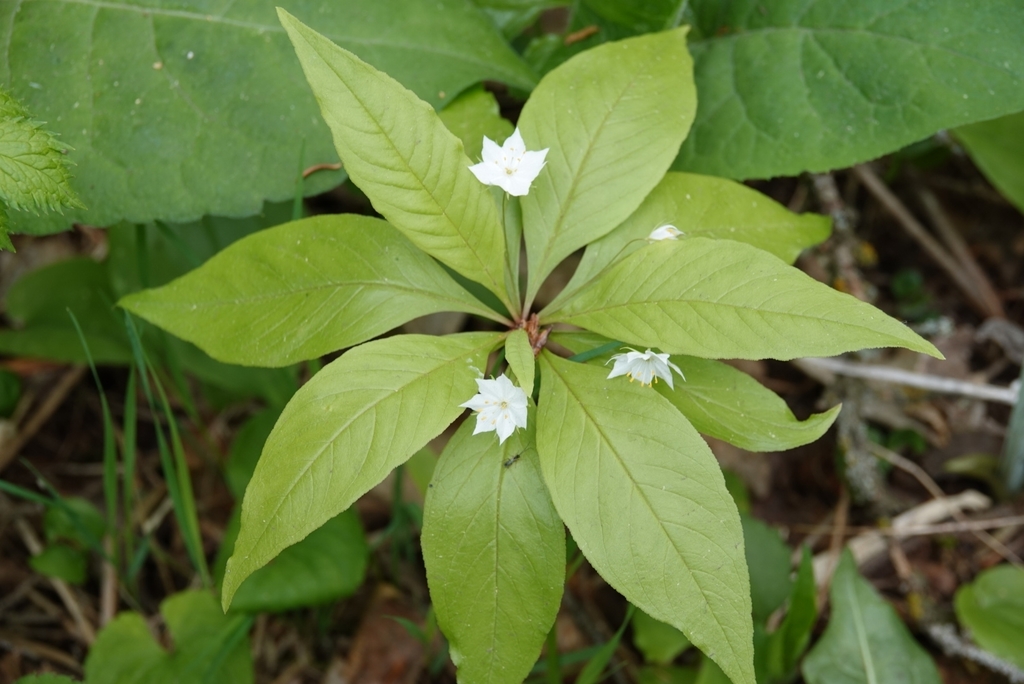 northern starflower from Itasca State Park on May 27, 2021 at 11:45 AM ...