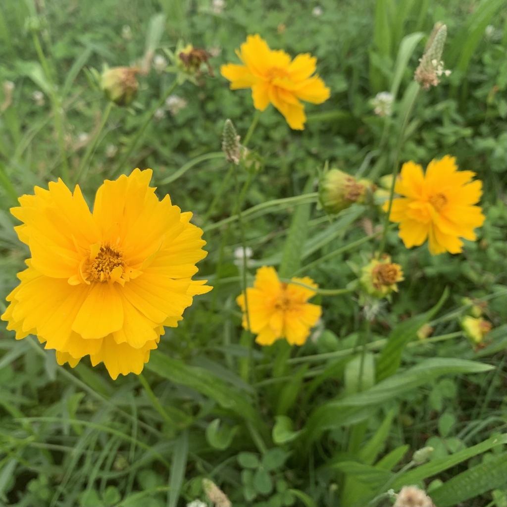 Lance-leaved Coreopsis from Reseda Dr, Houston, TX, US on May 28, 2021 ...