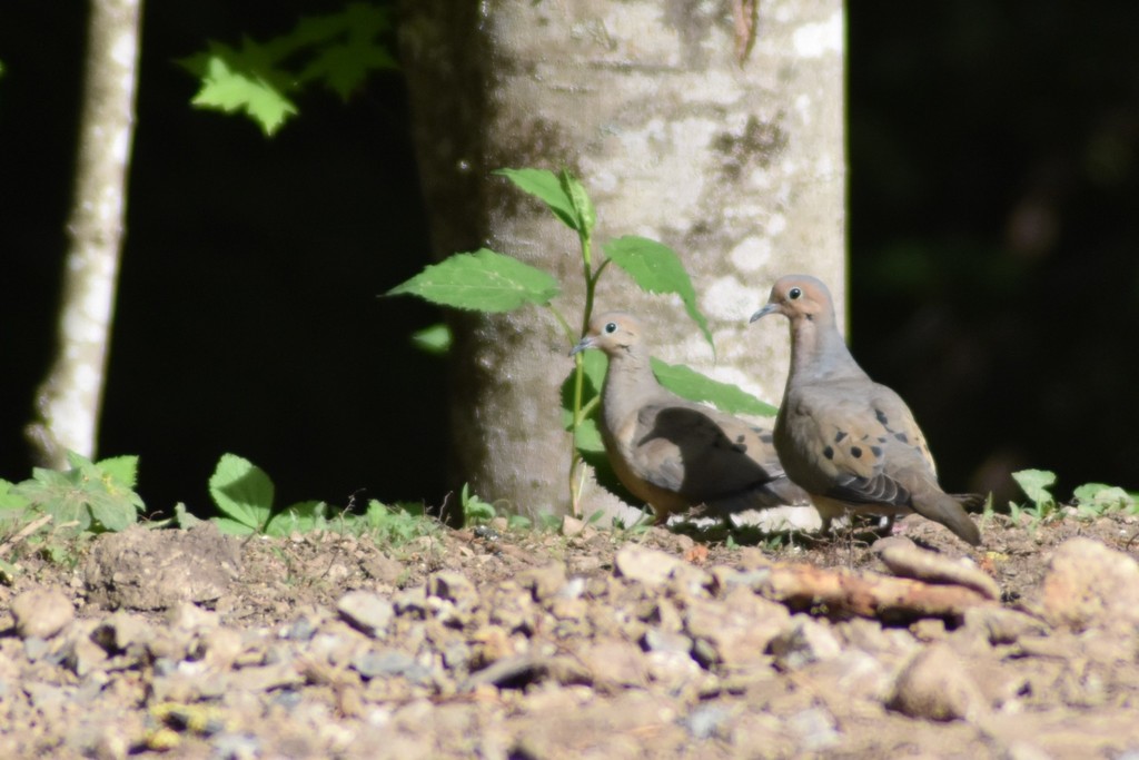 Mourning Dove from Smyth County, VA, USA on May 27, 2021 at 04:33 PM by ...