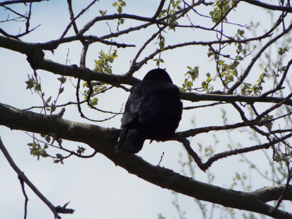 American Crow from Sydney, NS, Canada on May 28, 2021 at 02:24 PM by ...