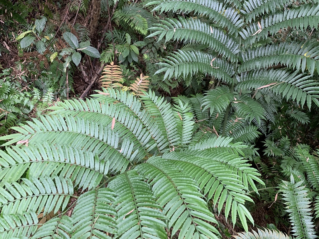 Angiopteris lygodiifolia from 汐止區, TW on May 29, 2021 at 01:40 PM by ...