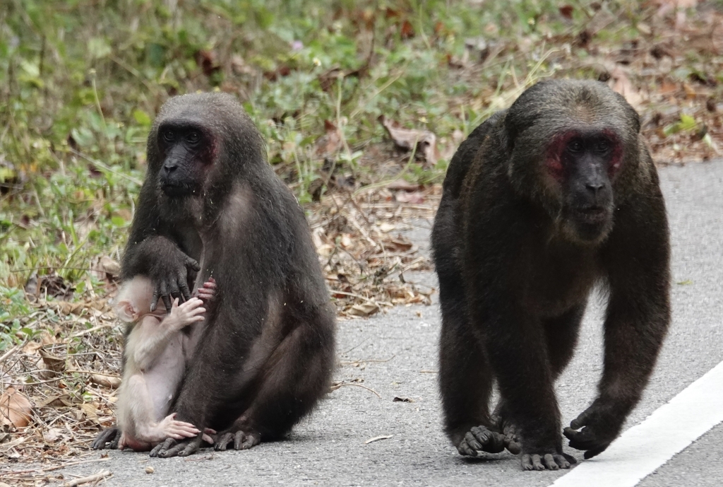 Stump-tailed Macaque in December 2019 by D Diller · iNaturalist