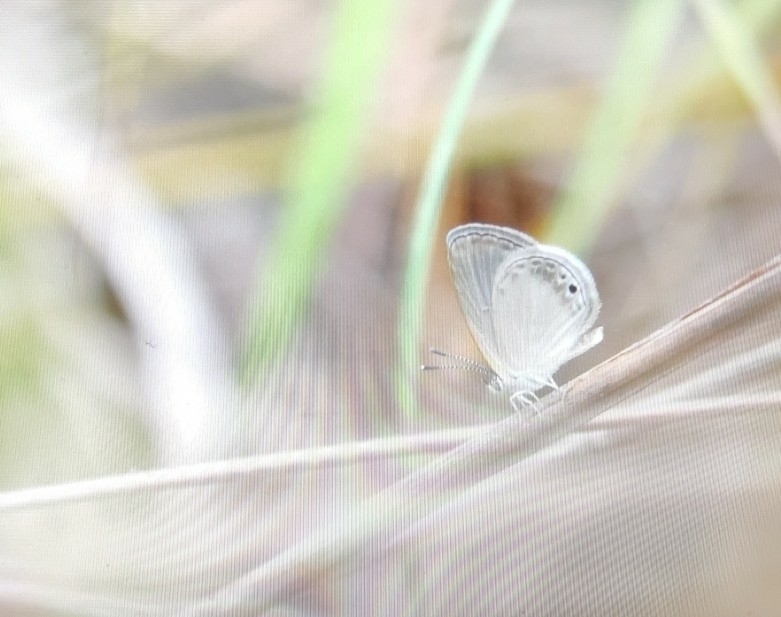 Black-spotted Grass-blue in May 2021 by Yui Hong Chiu · iNaturalist