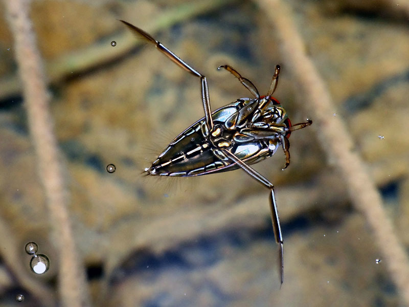Enithares biimpressa in July 2015 by Carol Kwok · iNaturalist