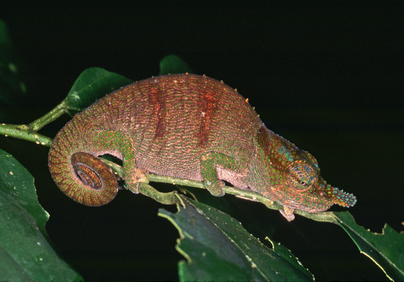 Mount Amber Blue-nosed Chameleon from Amber Mountain, Madagascar on ...