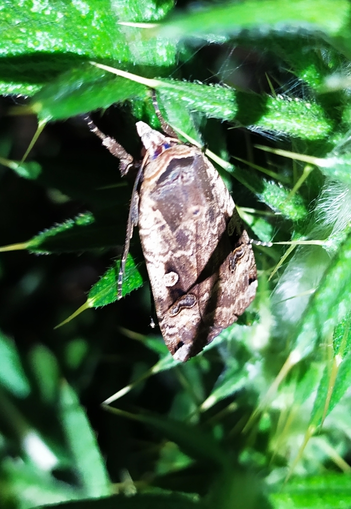 Large Yellow Underwing from Россия, 368796 on May 28, 2021 at 08:41 PM ...