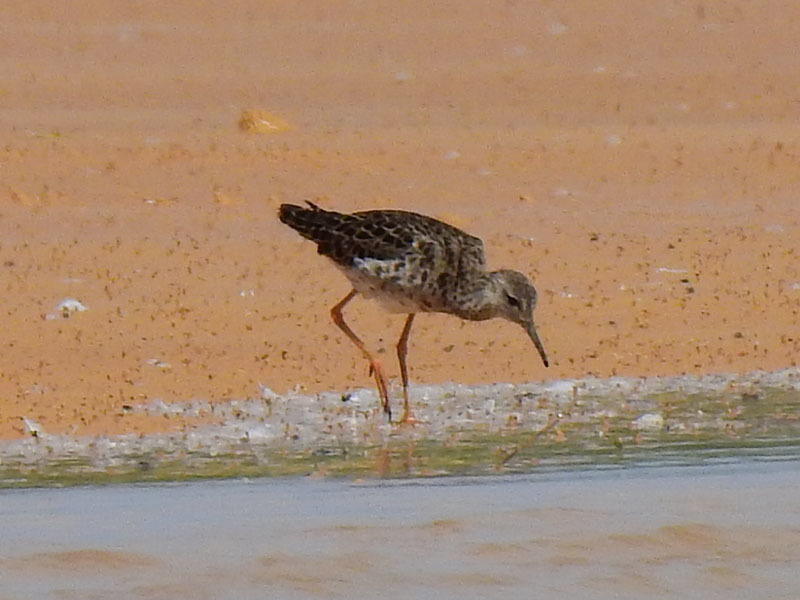 Ruff from 77130 Varennes-sur-Seine, France on May 29, 2021 at 11:04 AM ...