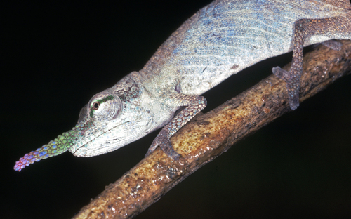 Lance-nosed Chameleon (Calumma gallus) · iNaturalist