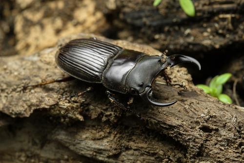 Aegus parallelus · iNaturalist
