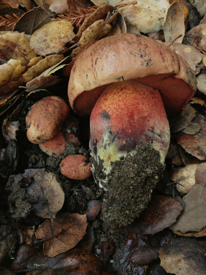 Liver Bolete from Tilden Regional Park, Berkeley, California, US on ...