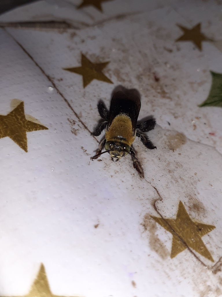 Shining Oil-digger Bee from Villa Purificación, Jal., México on May 29 ...