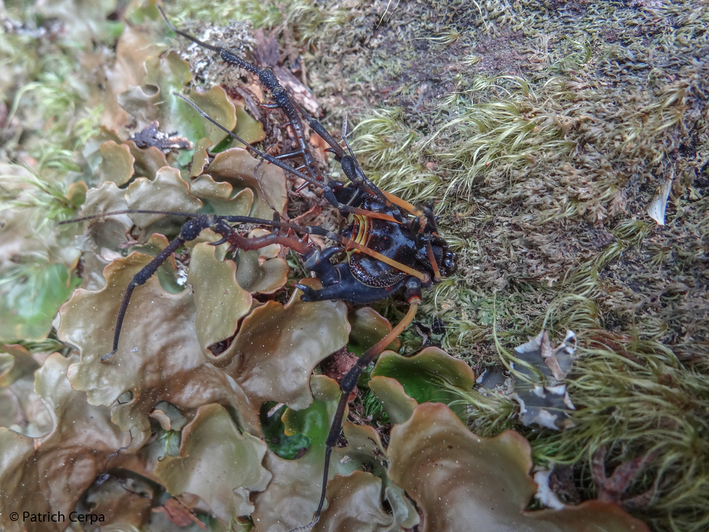 Sadocus asperatus from Arauco, Bío Bío, Chile on October 18, 2013 at 03 ...