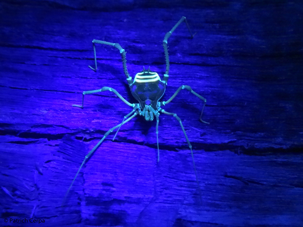 Sadocus asperatus from Arauco, Bío Bío, Chile on October 18, 2013 at 10 ...