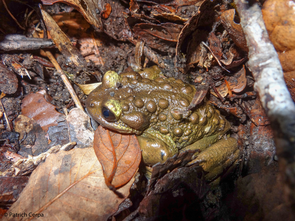 Bullock’s Mountains False Toad in October 2013 by Patrich Cerpa ...