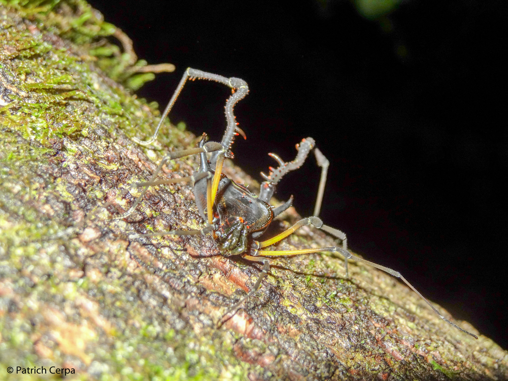 Sadocus asperatus from Arauco, Bío Bío, Chile on October 21, 2013 at 01 ...