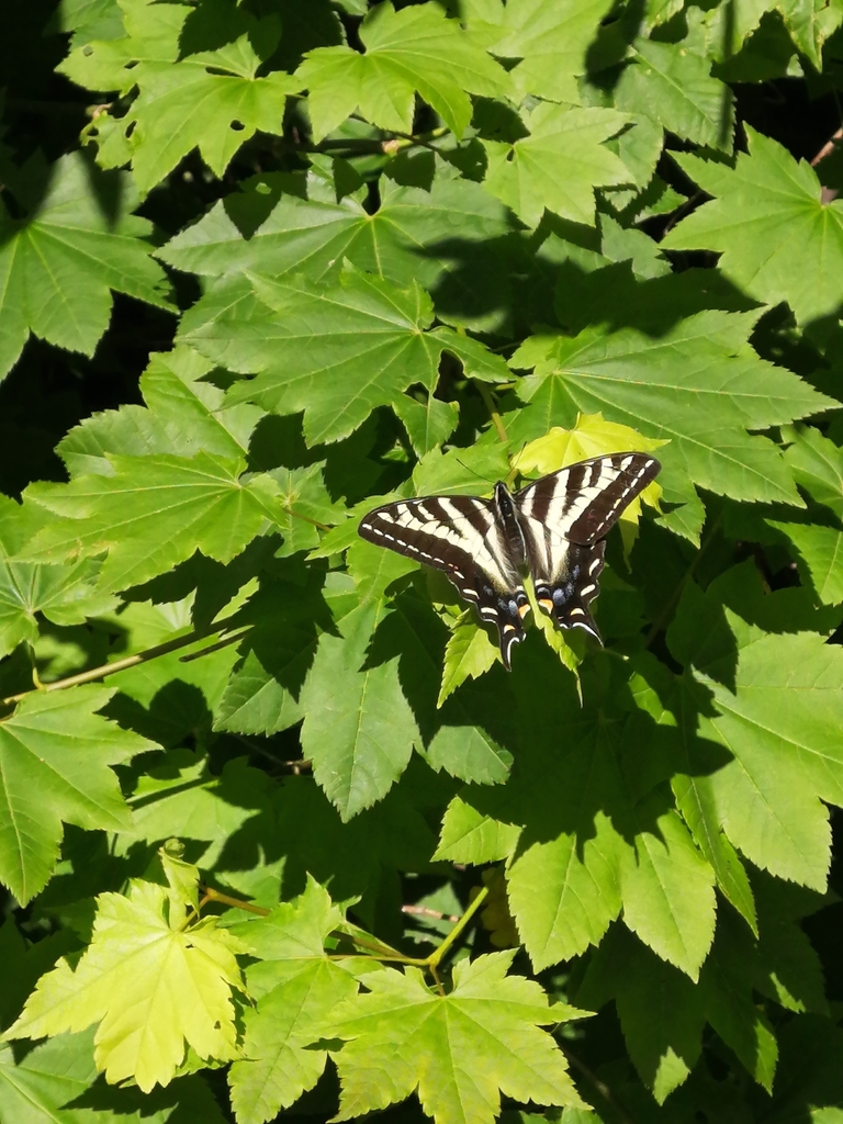 Pale Swallowtail from Coquitlam, BC V3J 1P9, Canada on May 29, 2021 at ...