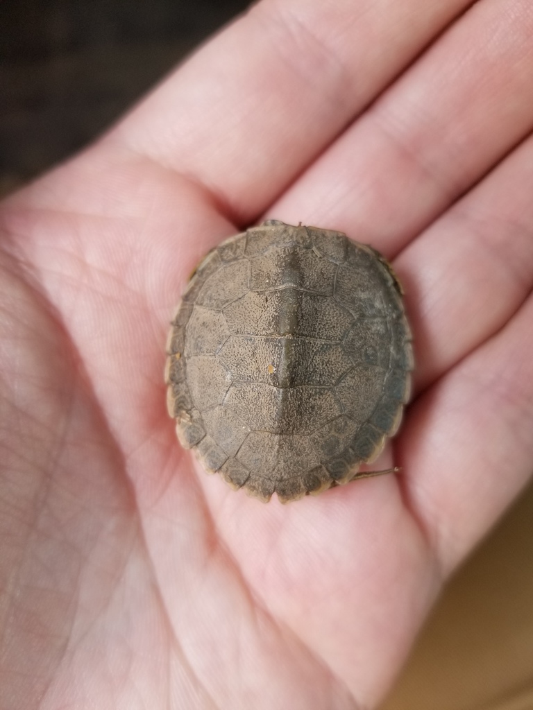 Northern Map Turtle from Kalamazoo County, MI, USA on May 26, 2021 at ...