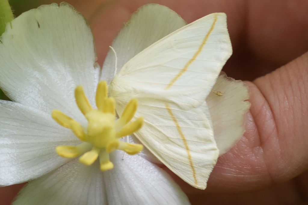 White Slant-line from Grayson County, VA, USA on May 26, 2021 at 09:59 ...