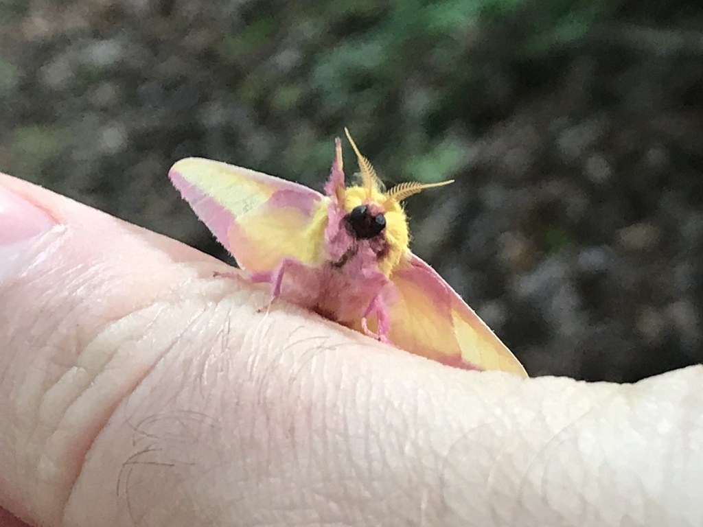 Rosy Maple Moth from Hoosier National Forest, Bloomington, IN, US on ...
