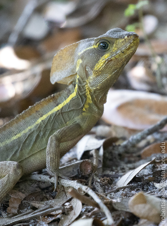 Brown Basilisk from Miami-Dade County, FL, USA on April 25, 2021 at 02: ...