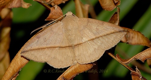 Ugia purpurea · iNaturalist.org