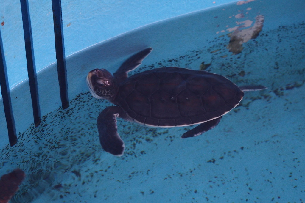 Green Turtle (Kushimoto aquarium and undersea tower, Kushimoto ...