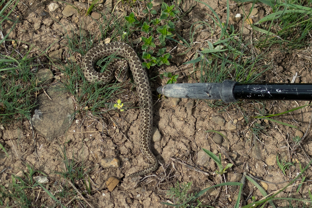 Alburzi Viper in May 2021 by Giorgi Natsvlishvili · iNaturalist