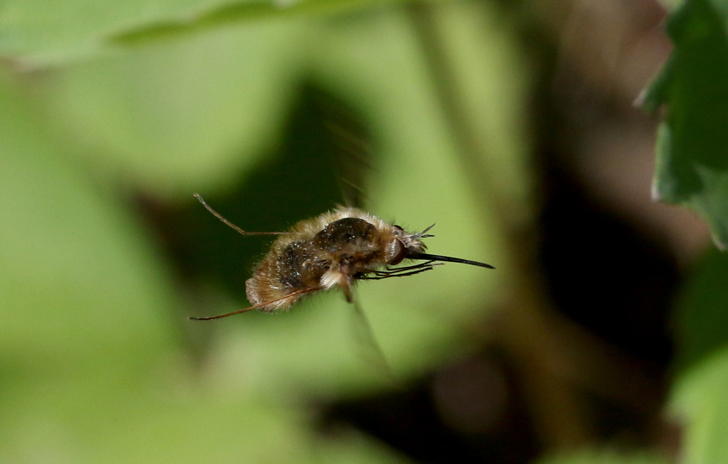 Greater Bee Fly from Chaumont Barrens Nature Preserve on May 29, 2021 ...