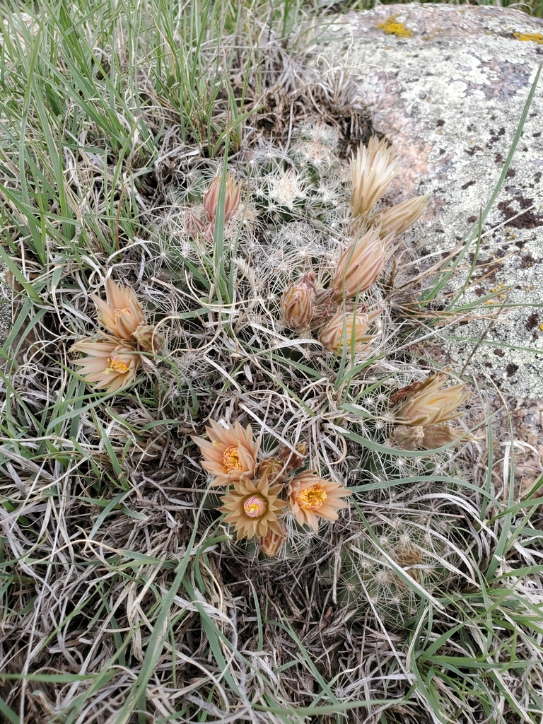 Missouri Foxtail Cactus from Huff, ND 58554, USA on May 29, 2021 at 01: ...